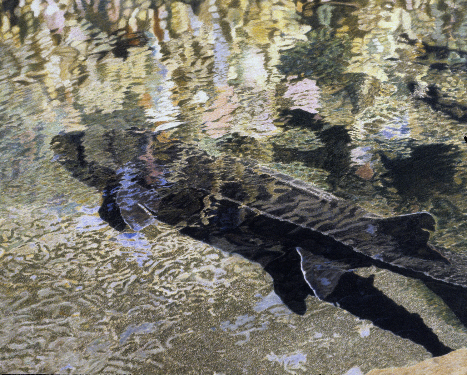 Floating Fish in Salem, OR