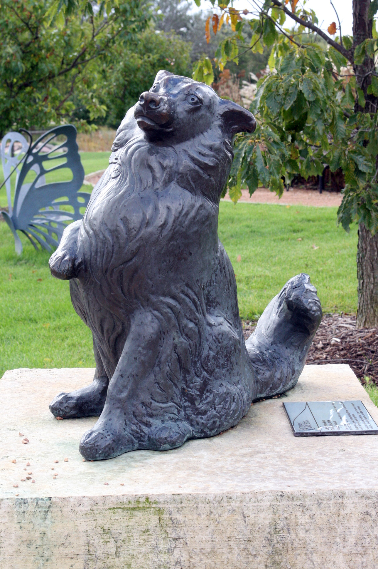 Shep in Ames, IA