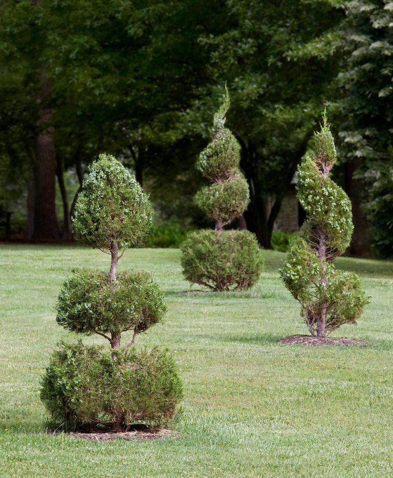 Topiary in Saint Louis, MO