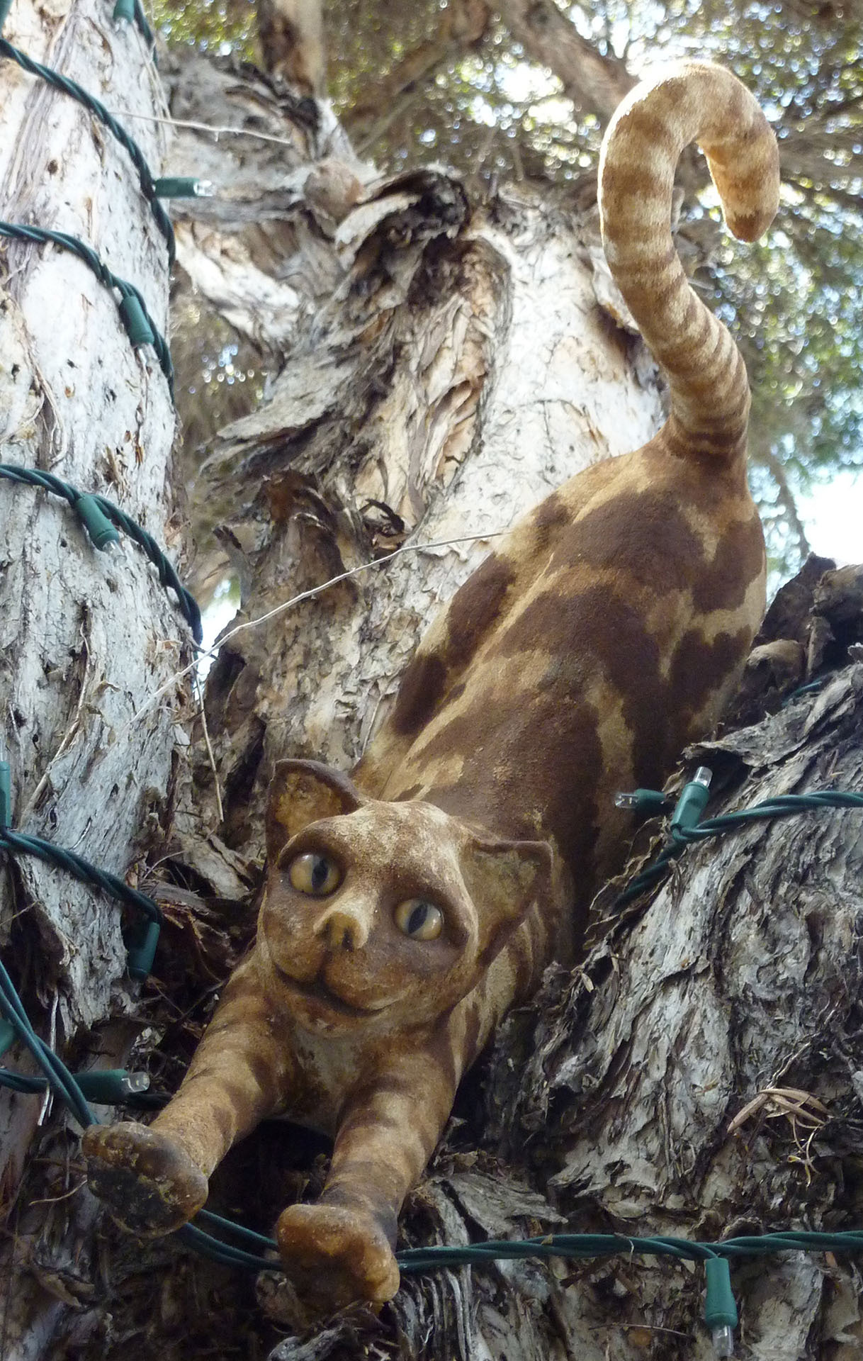 Los Gatos Cat Walk in Los Gatos, CA