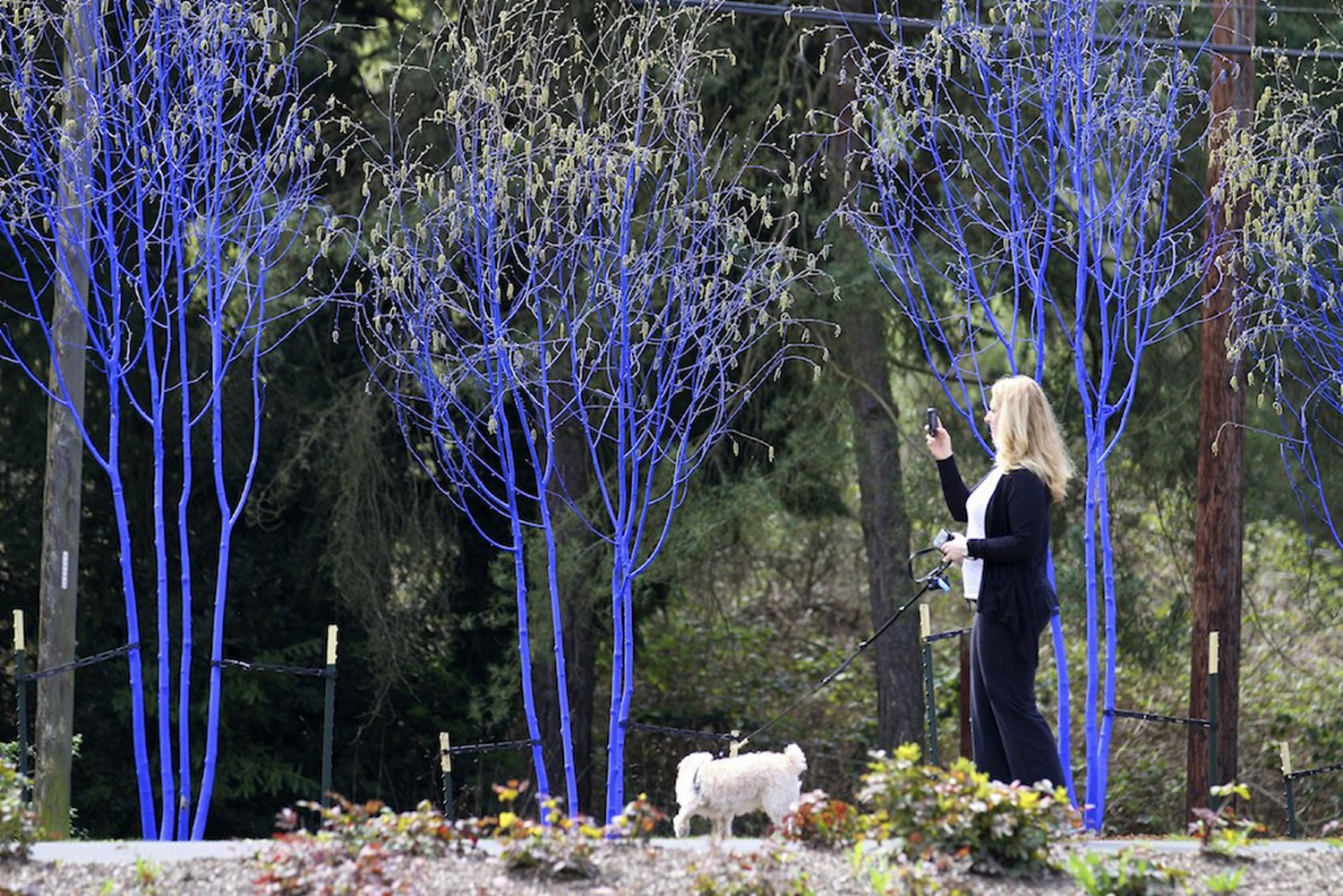 The Blue Trees in Kenmore, WA