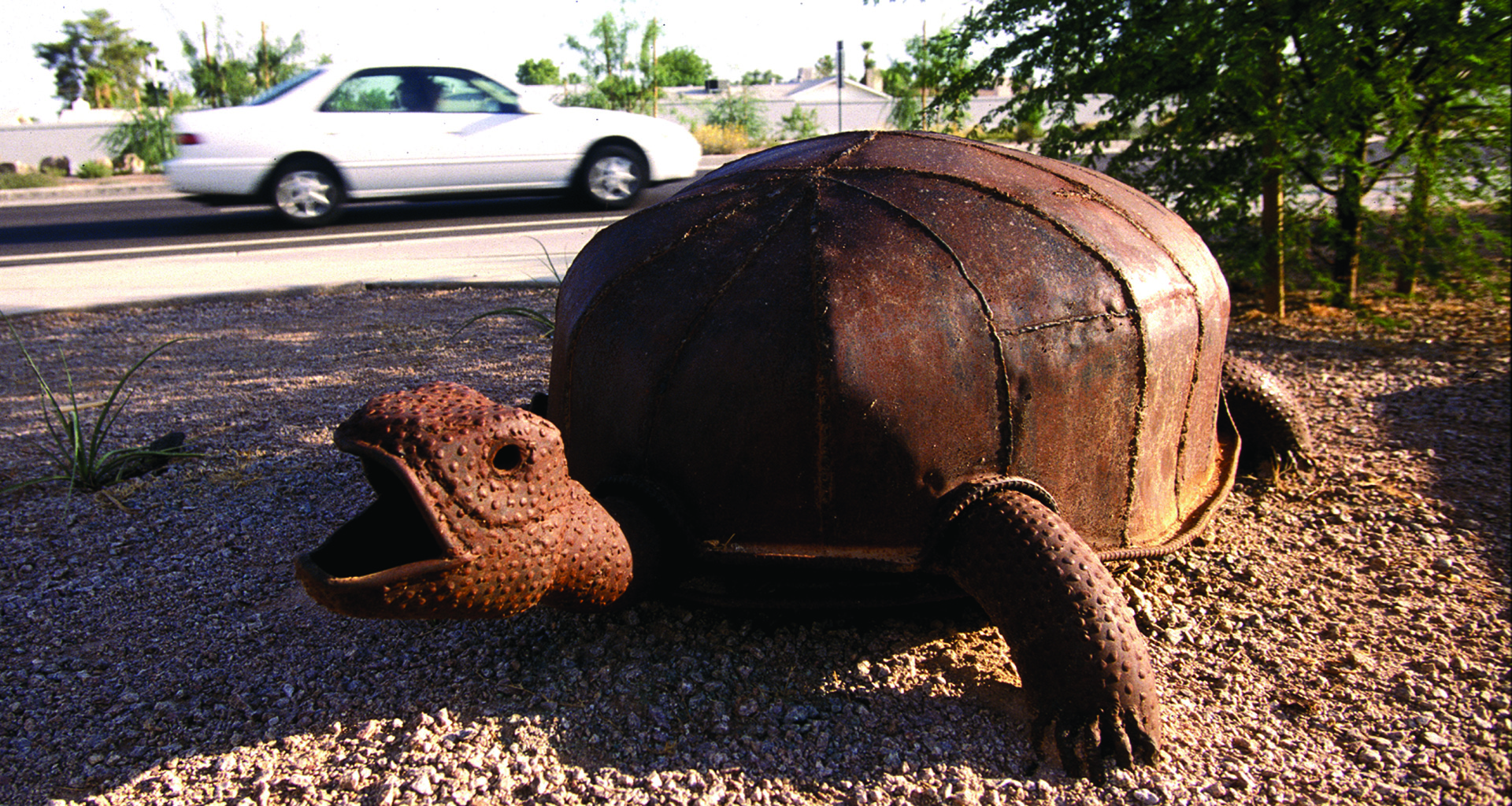 Lizard Acres in Scottsdale, AZ
