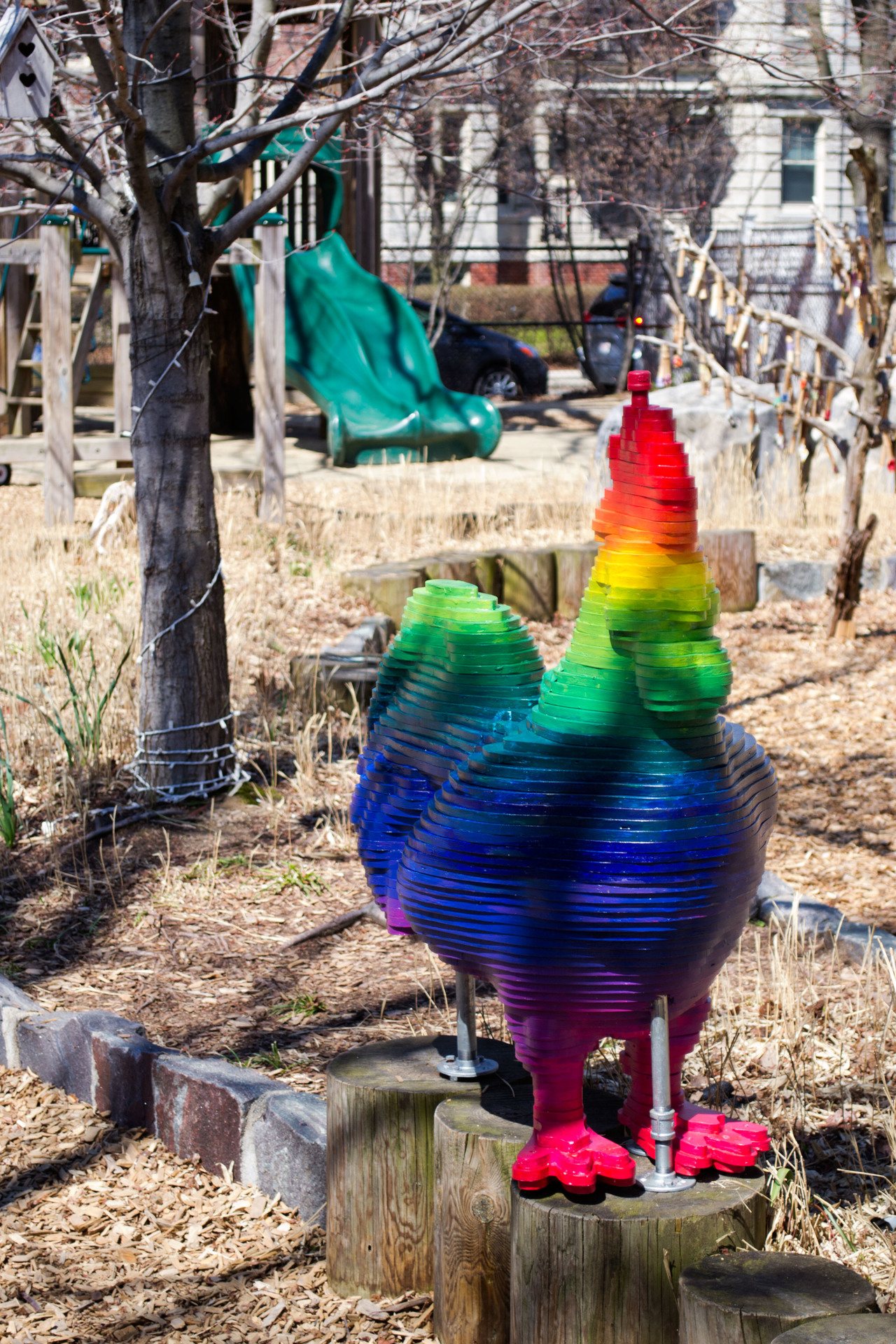 Rainbow Rooster in Cambridge, MA