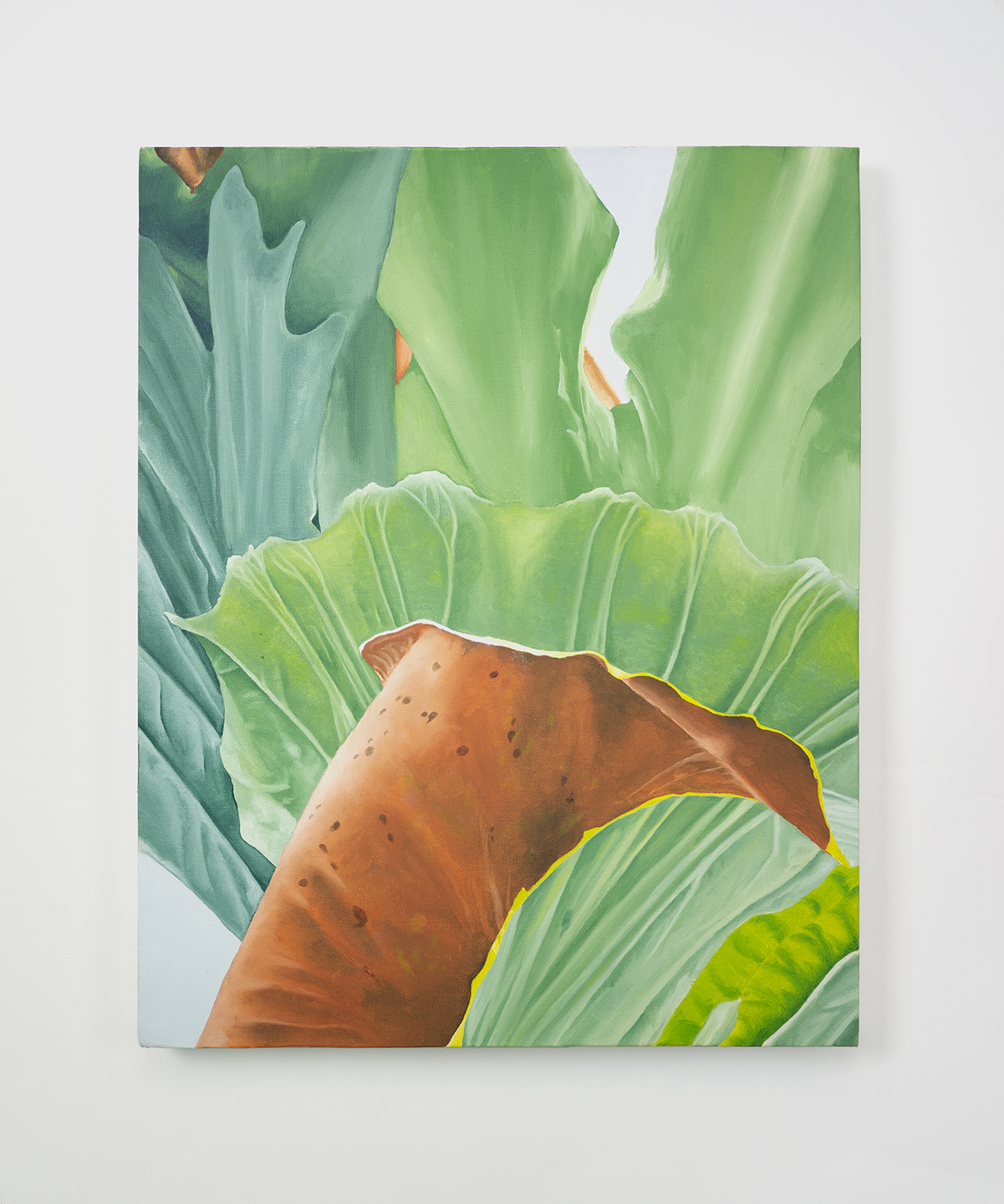 Stag Leaf Fern in Portland, OR