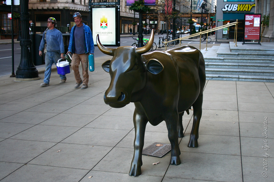 Cow in Chicago, IL