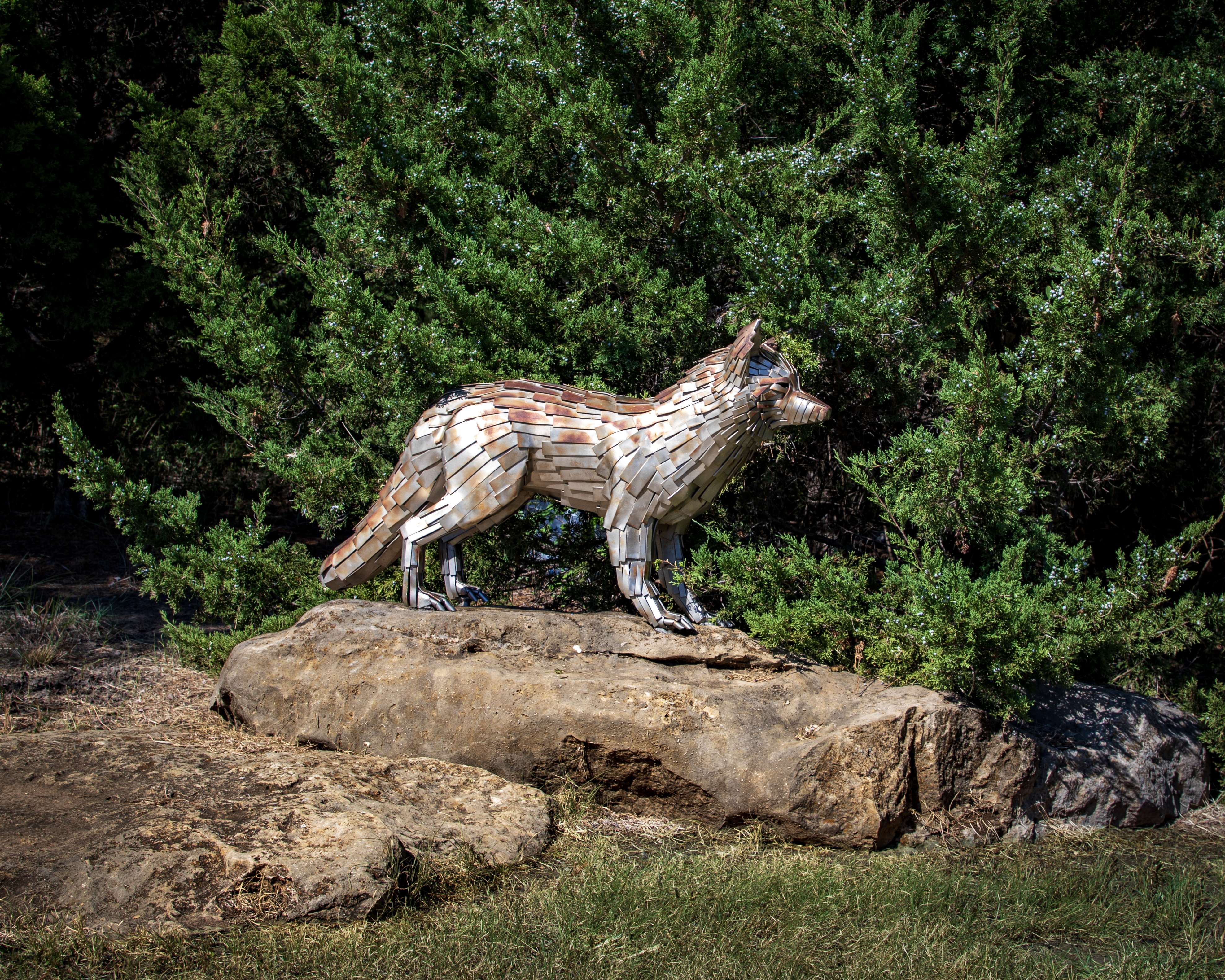 Chisholm Creek Red Fox with Prairie Chickens in Wichita, KS