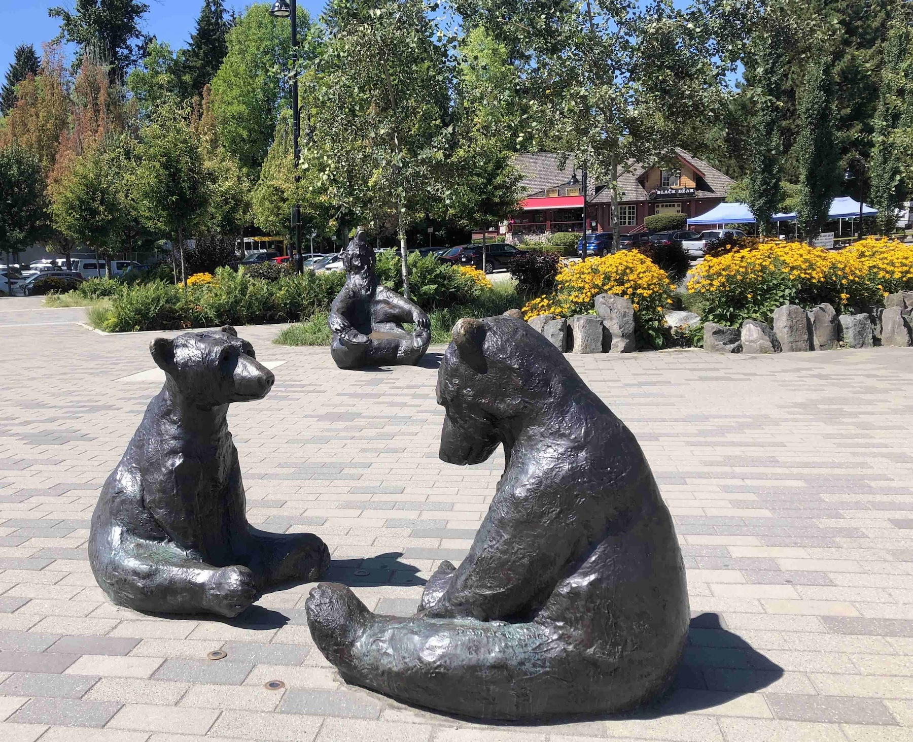 Sleuth of Bears in North Vancouver, British Columbia