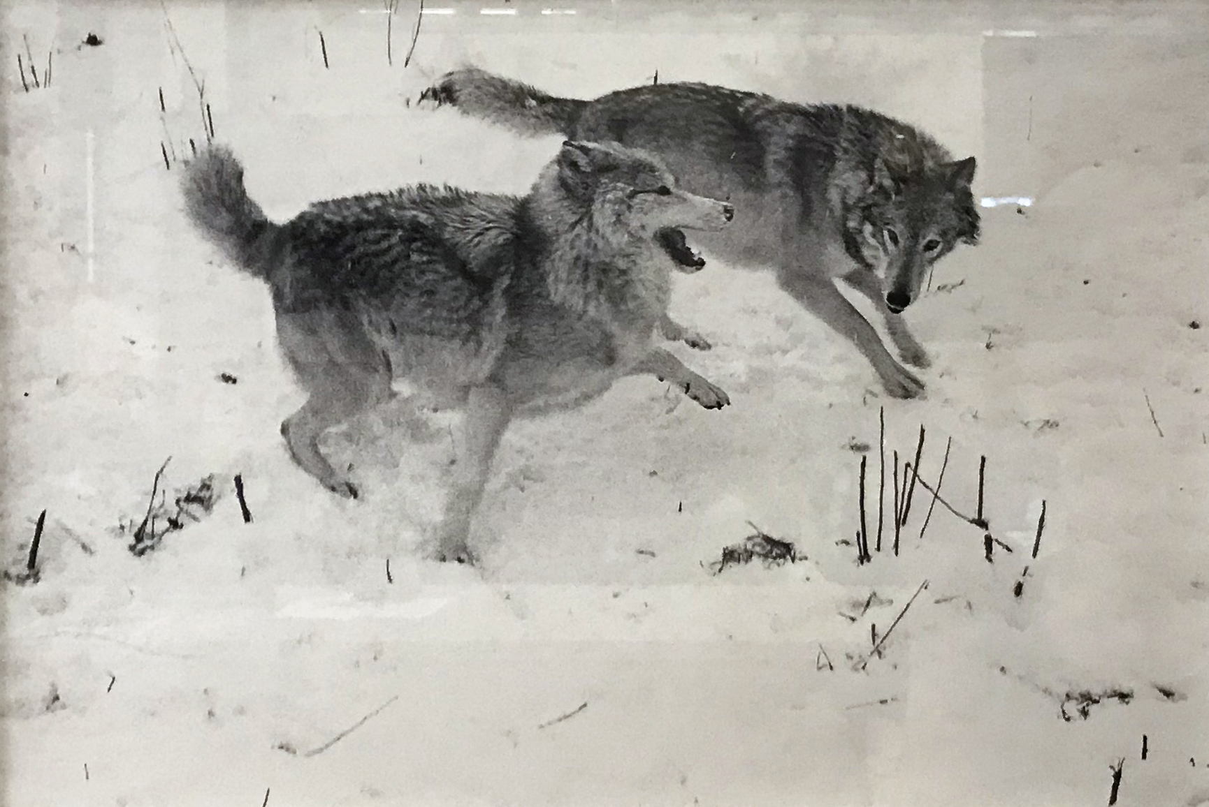 Wolves at Play in Eugene, OR