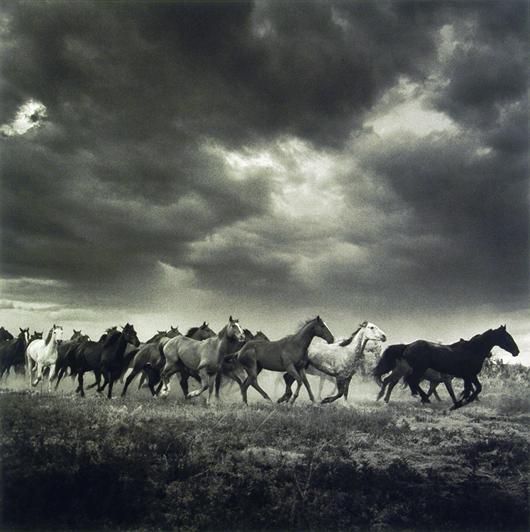 Remuda #6, IL Ranch, NV in Reno, NV