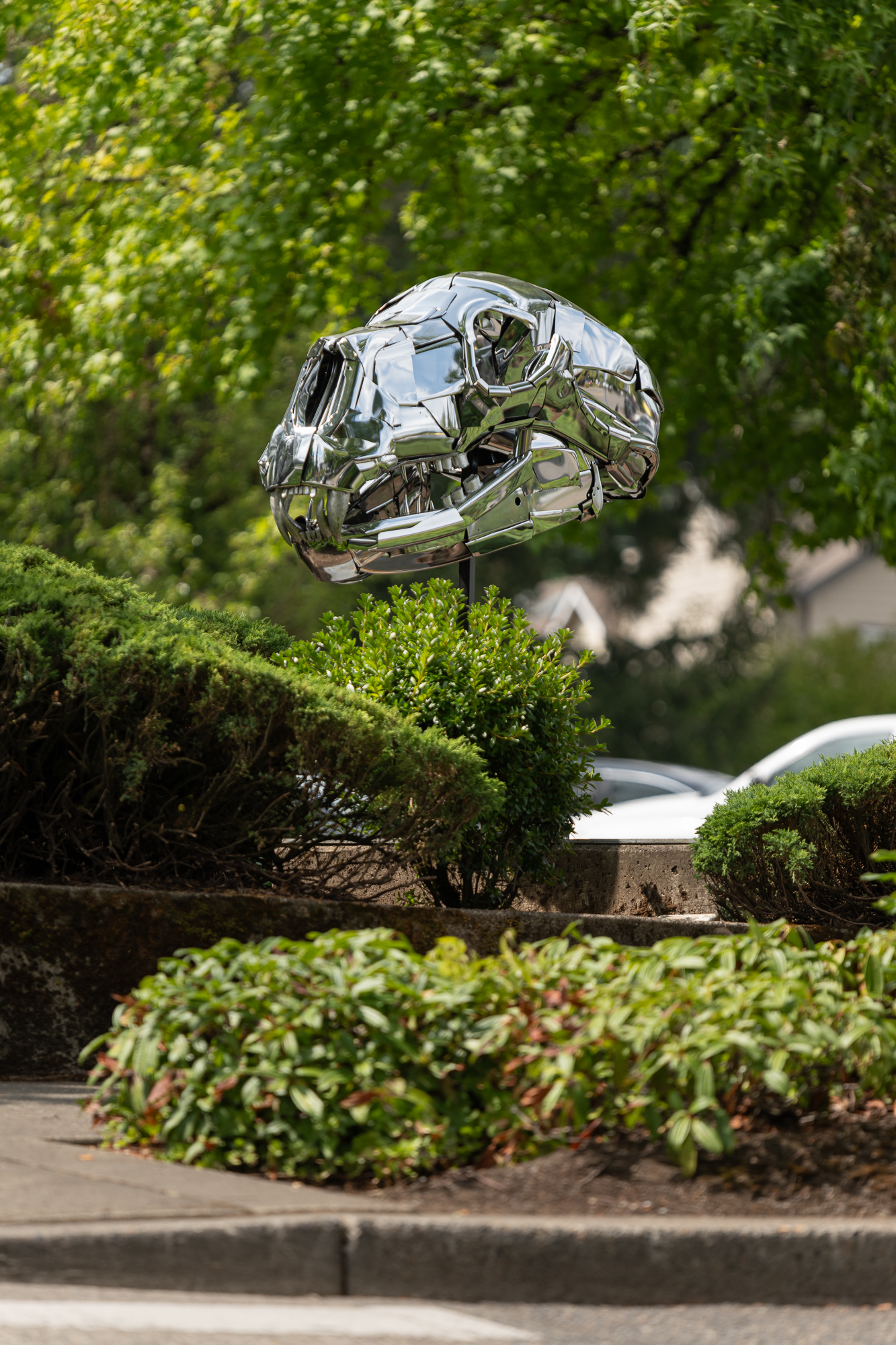 Otso- Black Bear Skull in Lake Oswego, OR
