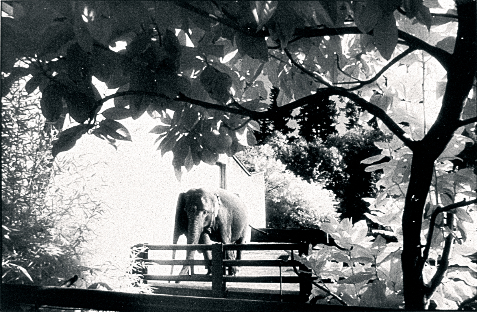 Portland Zoo Series: Elephant #3 in Portland, OR