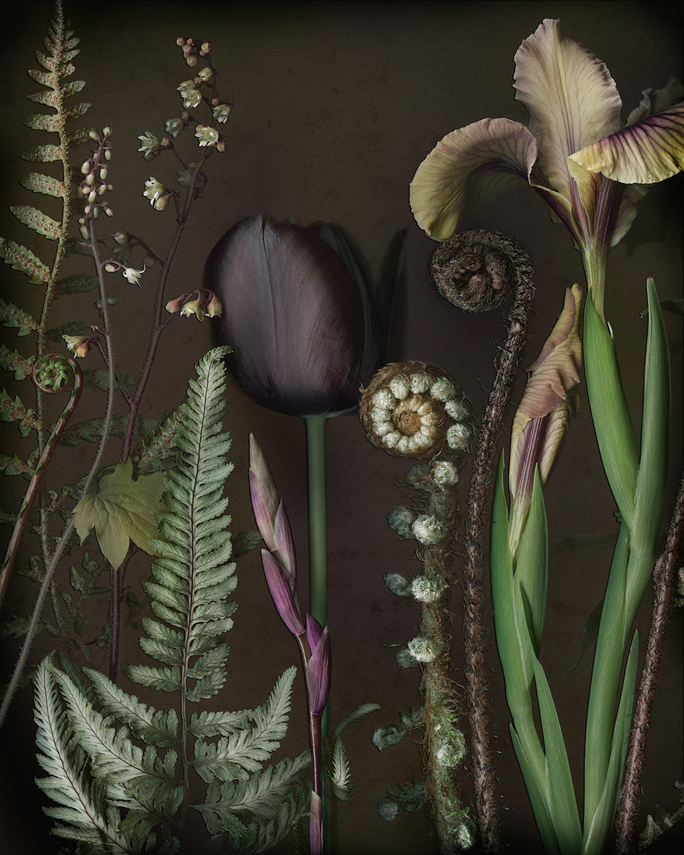 Tulip, Iris and Ferns in Eugene, OR