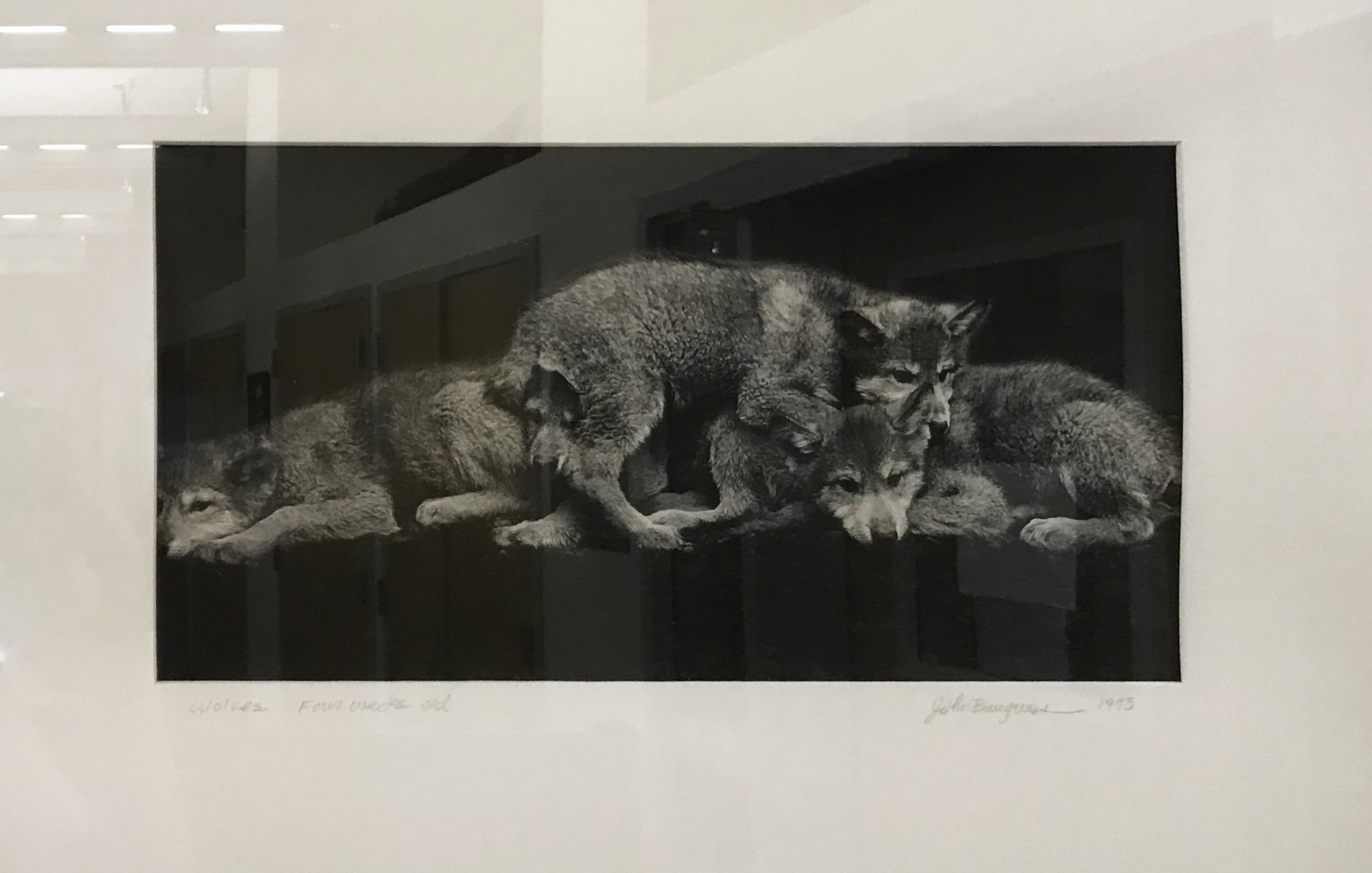Wolves, One Month Old in Eugene, OR