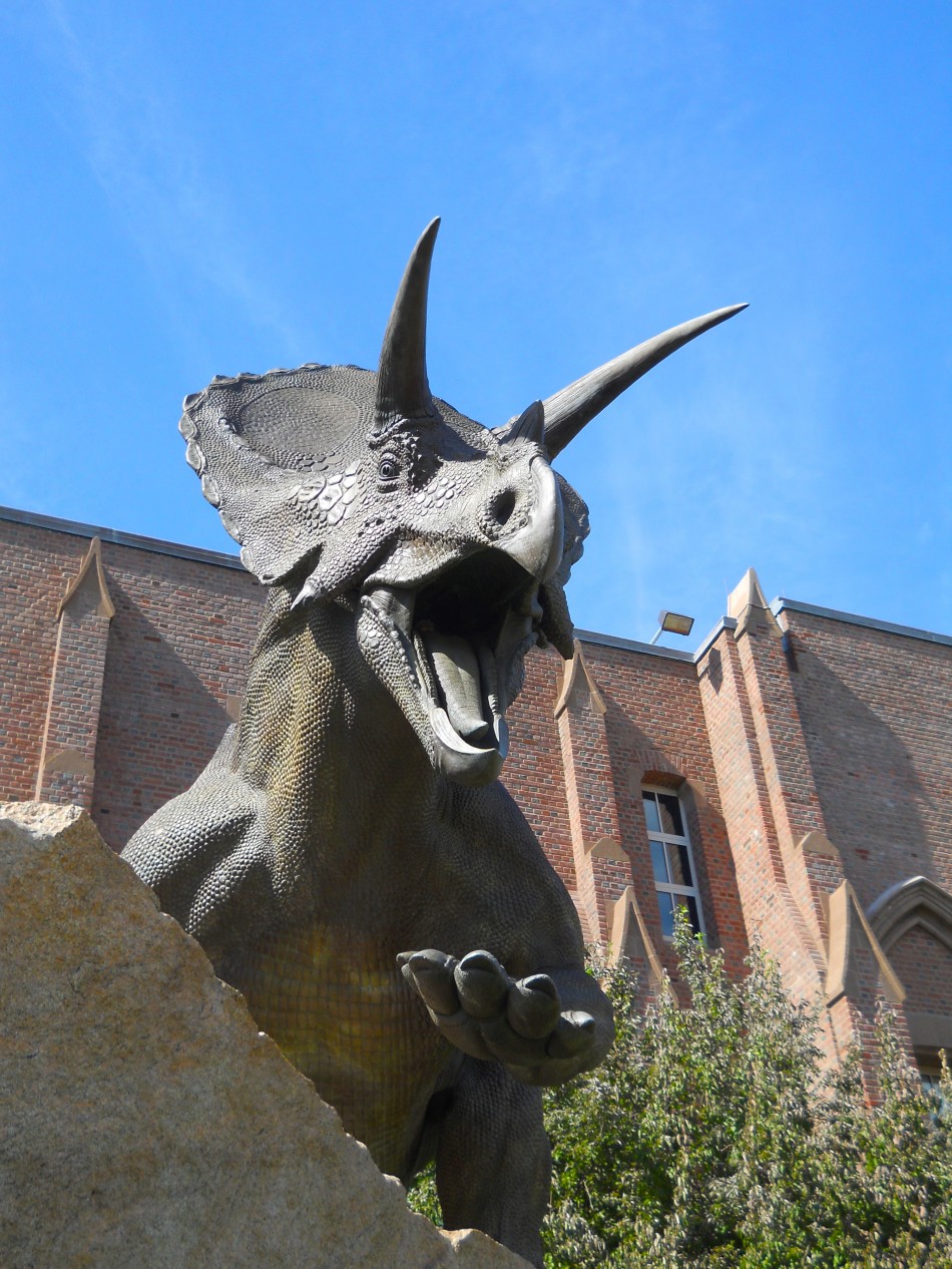 Torosaurus in New Haven, CT