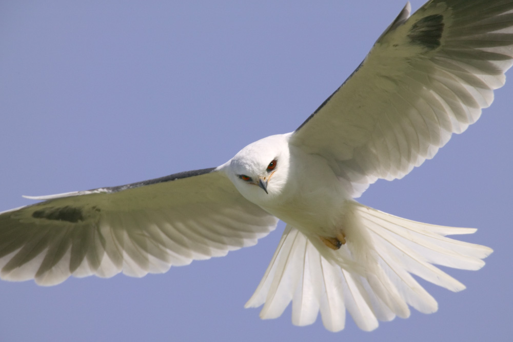 White-tailed Kite in Woodland, CA