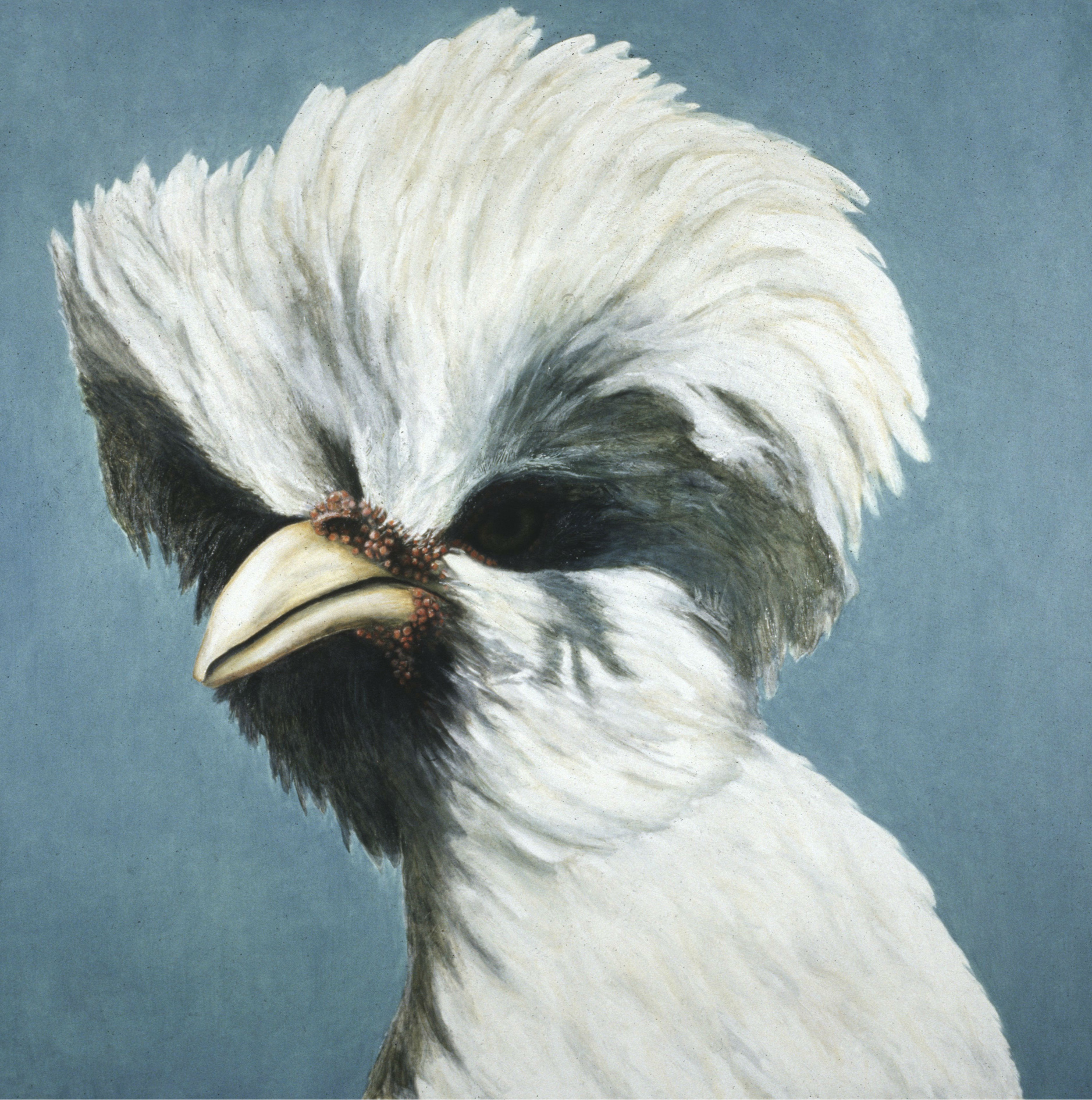 Common Chama Chicken in Albuquerque, NM