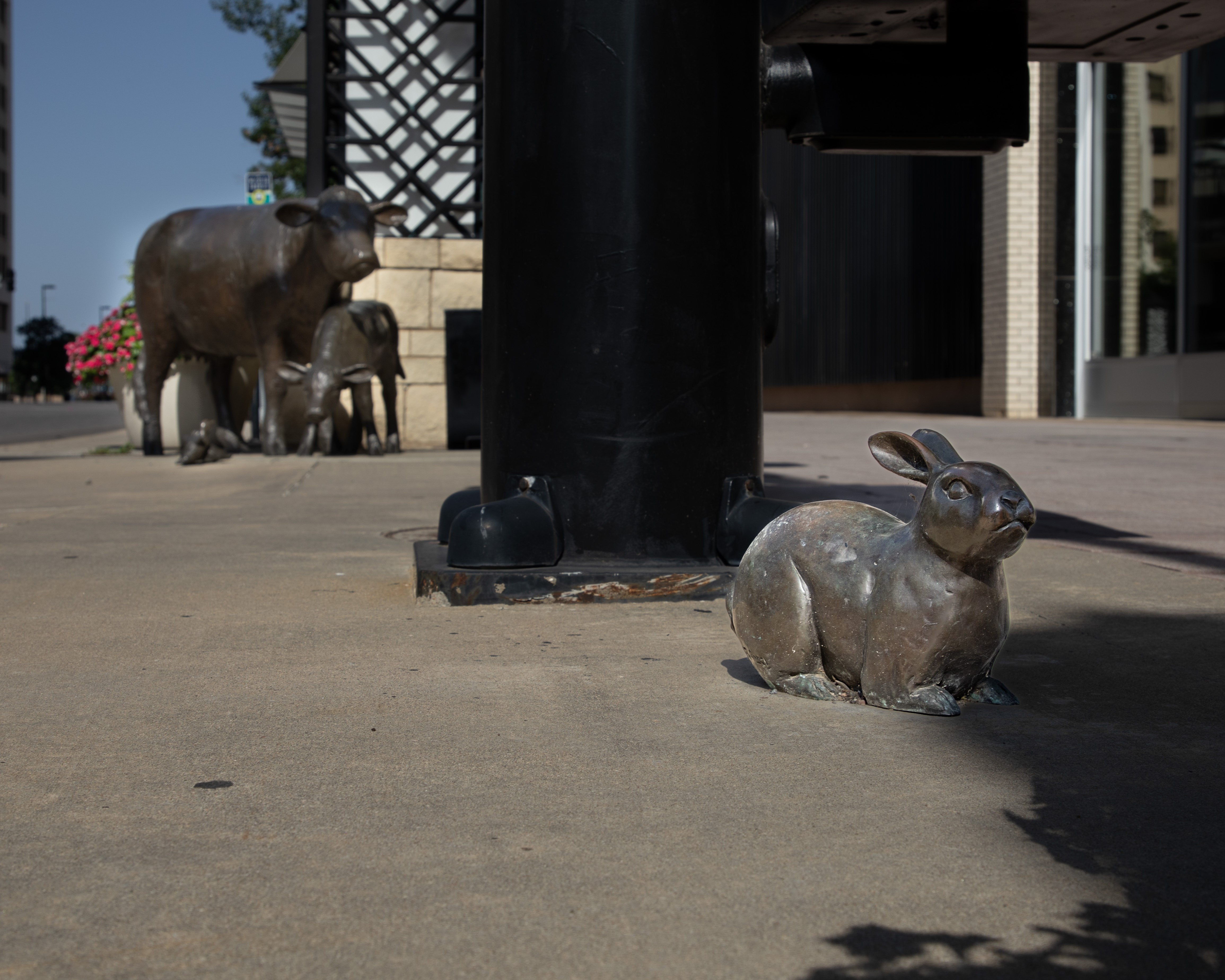 Rabbit in Wichita, KS