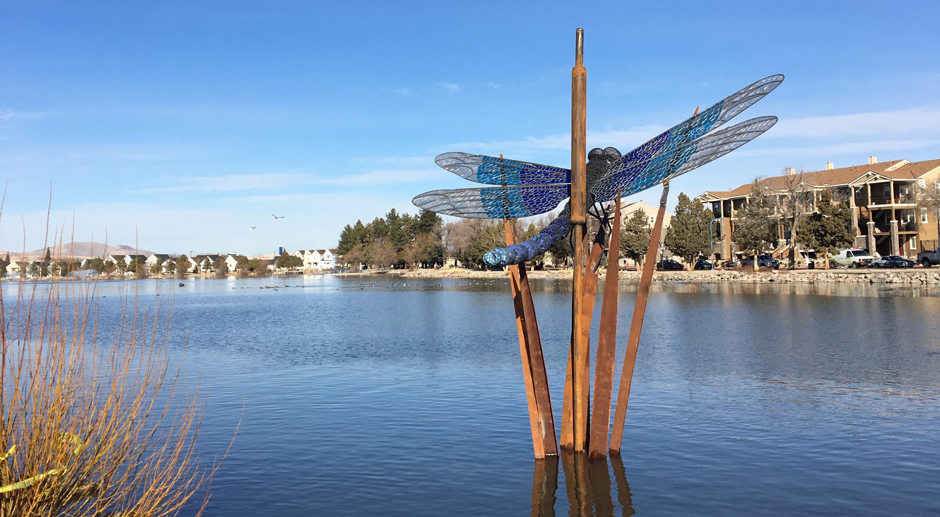 Dragonfly in Reno, NV