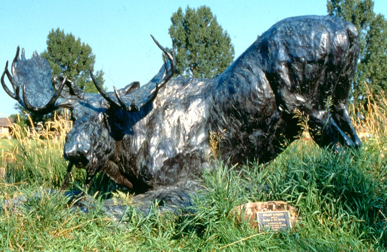 Swamp Donkey in Loveland, CO